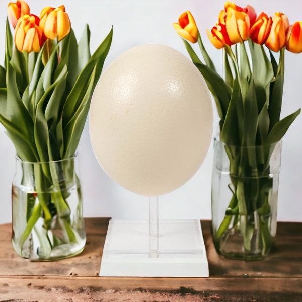 Acrylic Egg Display Stand - Etsy