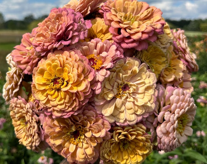 Open Pollinated Golden Hour Zinnia Seeds, 20 Seeds - Etsy