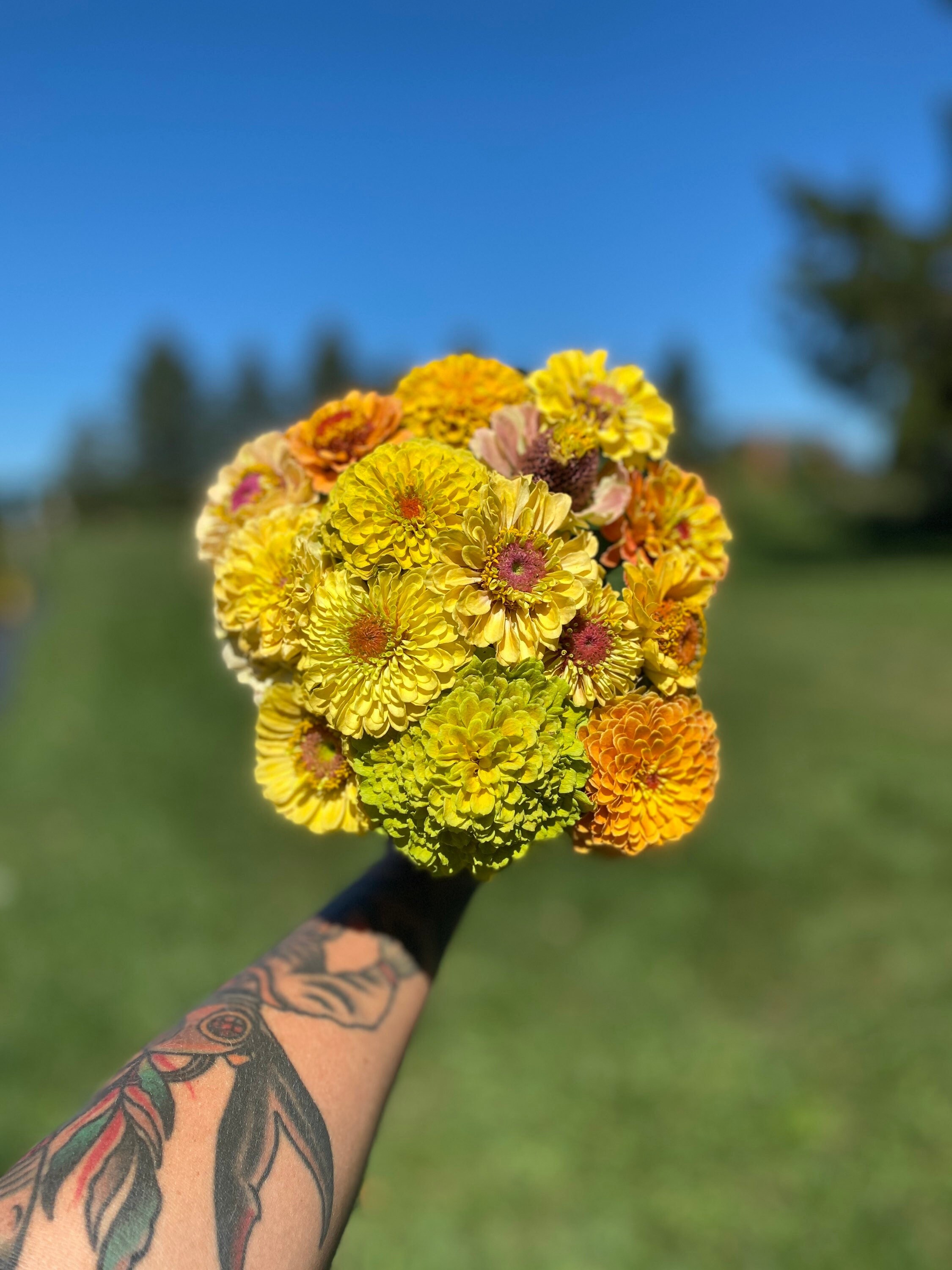 Yellow Zinnia Tattoo