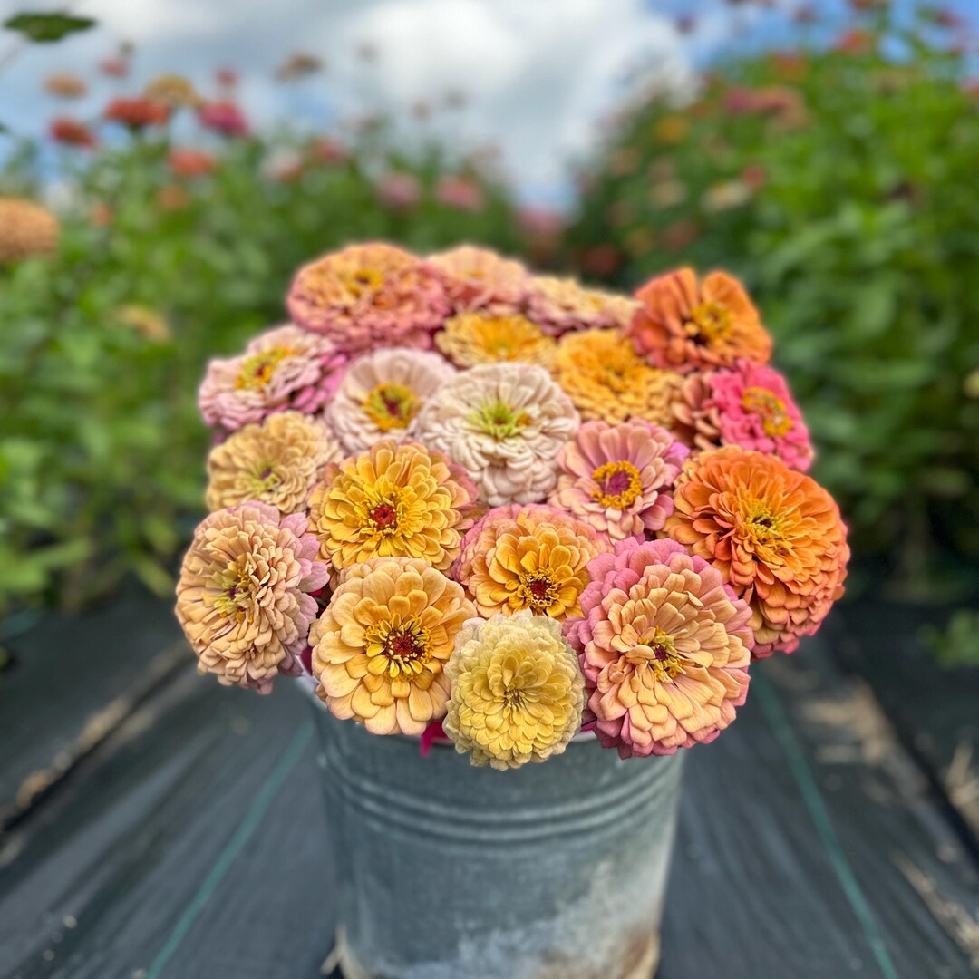 Open Pollinated Precious Metals Zinnia Seeds, 20 Seeds - Etsy