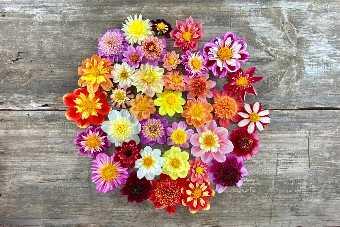 Collarette and Anemone Dahlia Seed Mix, 25 Seeds, Open Pollinated and ...