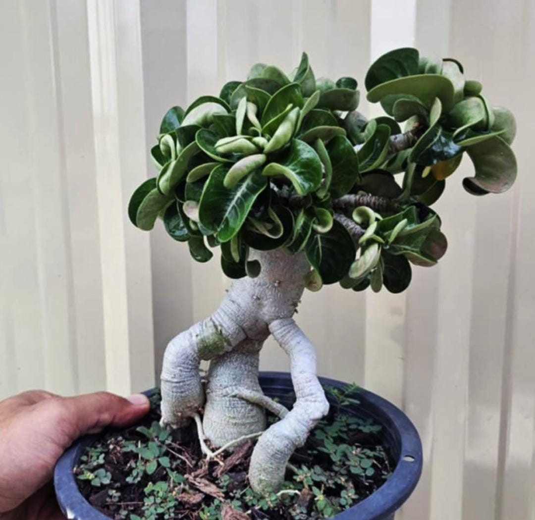 Amazing! Adenium Dorset Horn Desert Rose "dha" Compact Form Rare Plant ...