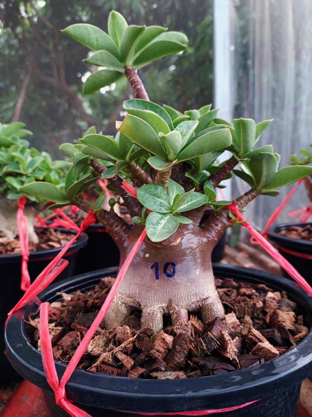 Black Adenium Arabicum Desert Rose kalamae Compact Medium Plant Size ...
