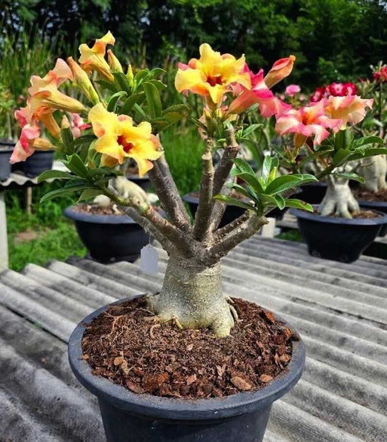 New! Adenium Obesum Grafted Plant NEMO Receive the Plant as Shown in ...