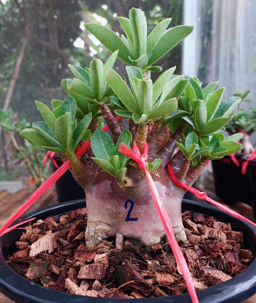 Black Adenium Arabicum Desert Rose kalamae Compact One Plant 2 Gradea ...