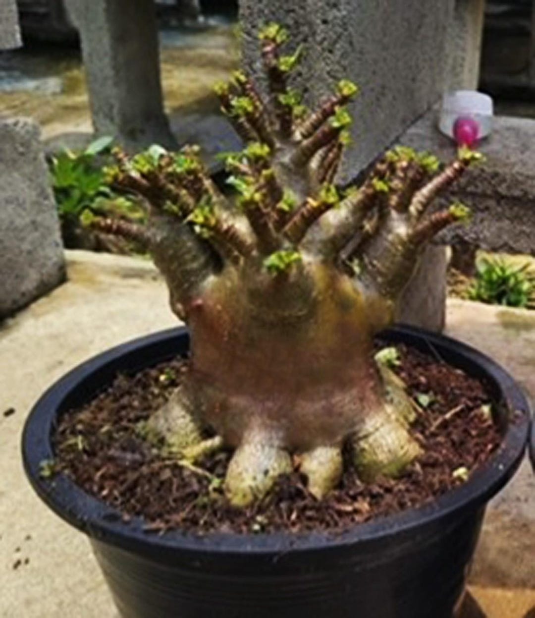 Super! Black Adenium Arabicum Desert Rose "kalamae" Compact Form Bonsai ...