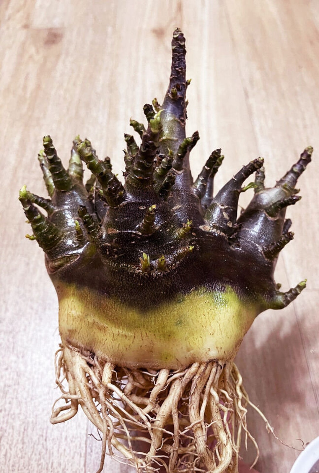 Black Adenium Arabicum Desert Rose kalamae Compact Medium Plant Size ...