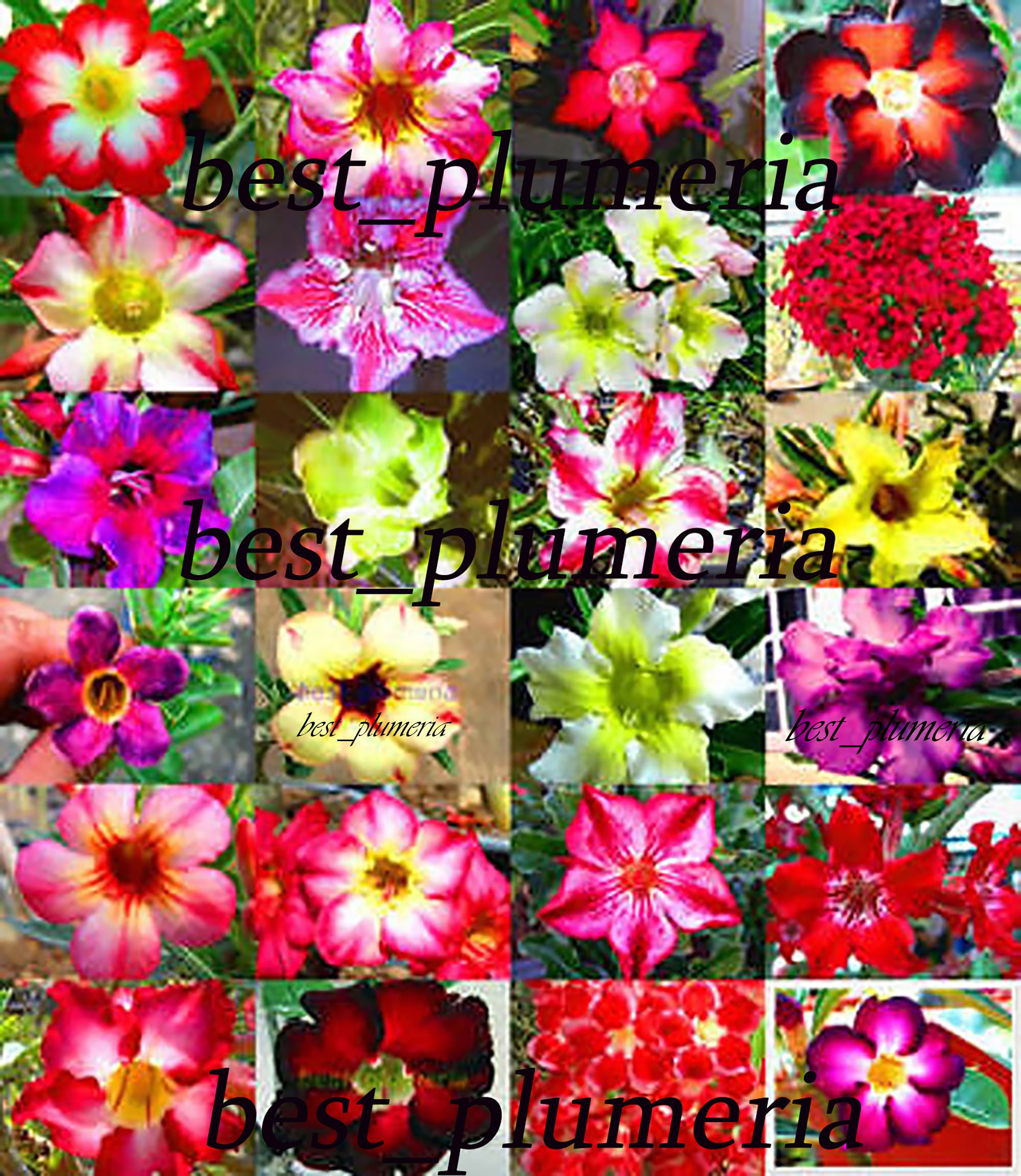 Adenium Obesum "identified by Color" 1,100 "seeds 24 Types Free Gift ...