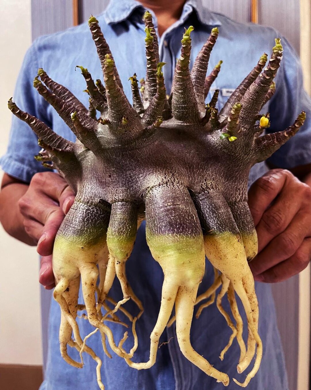 Top Black Adenium Arabicum Desert Rose kalamae Compact Bonsai Plant in ...