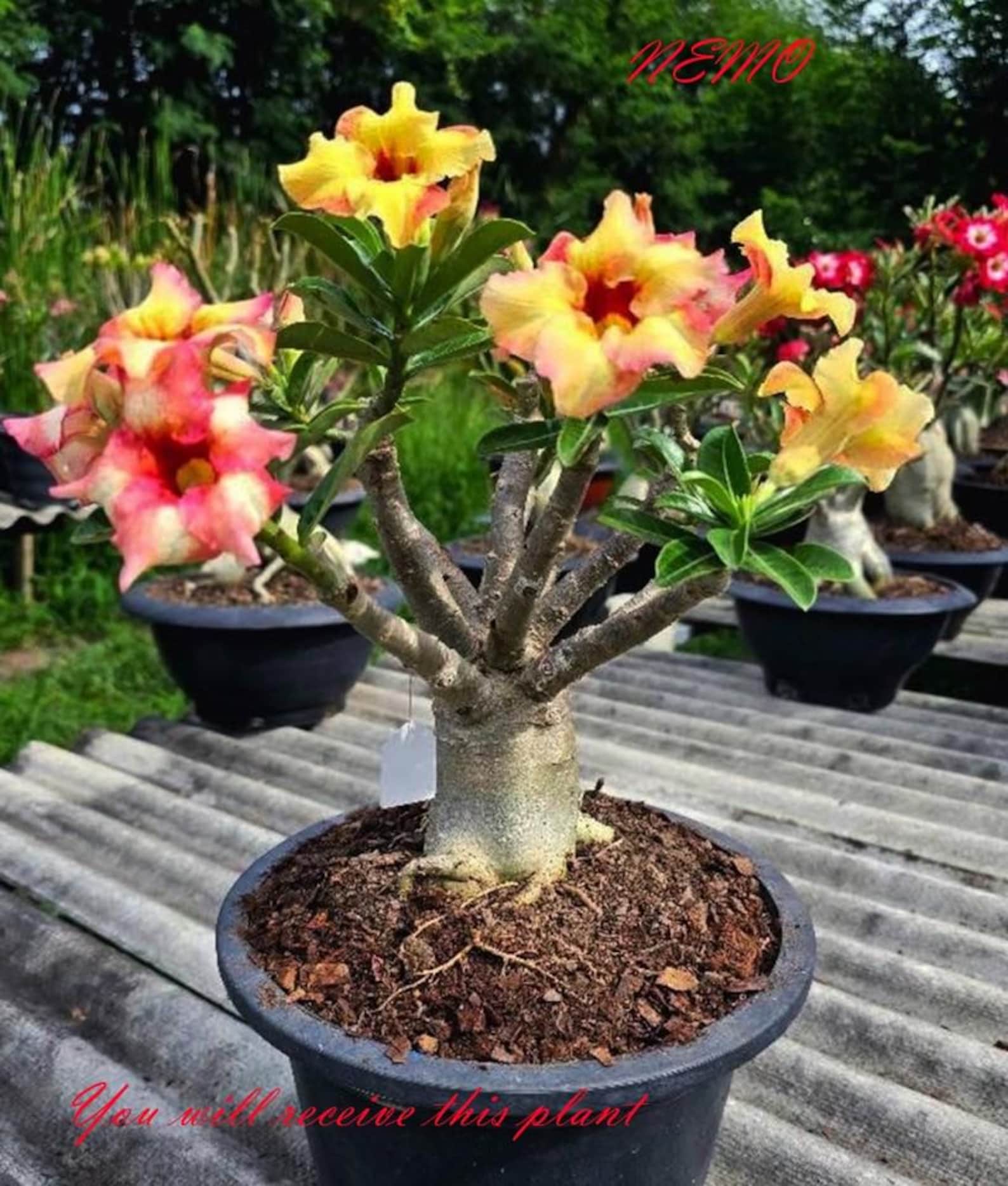 New! Adenium Obesum Grafted Plant NEMO Receive the Plant as Shown in ...