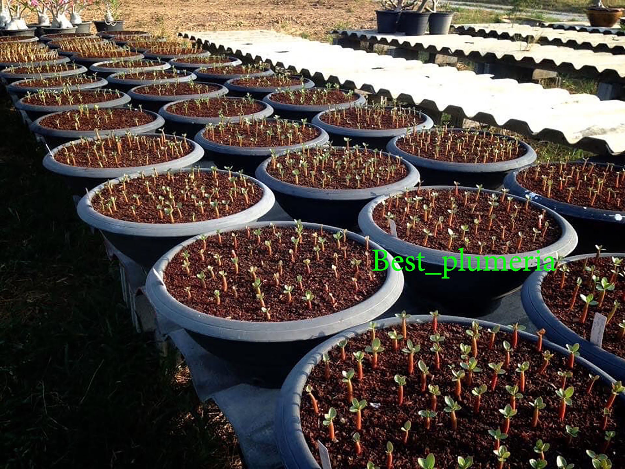 New Adenium Obesum "identified by Color" 1,100+gifts "seeds 30 Type ...