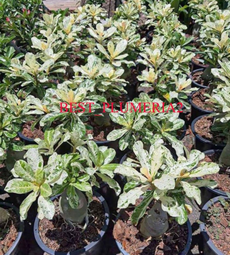 Adenium Obesum Variegated GRAFTED 30 Plants Save Space FREE 100 Seeds ...