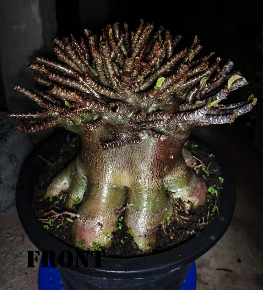 Promotion!black Adenium Arabicum Desert Rose "choco" Compact Form Plant ...