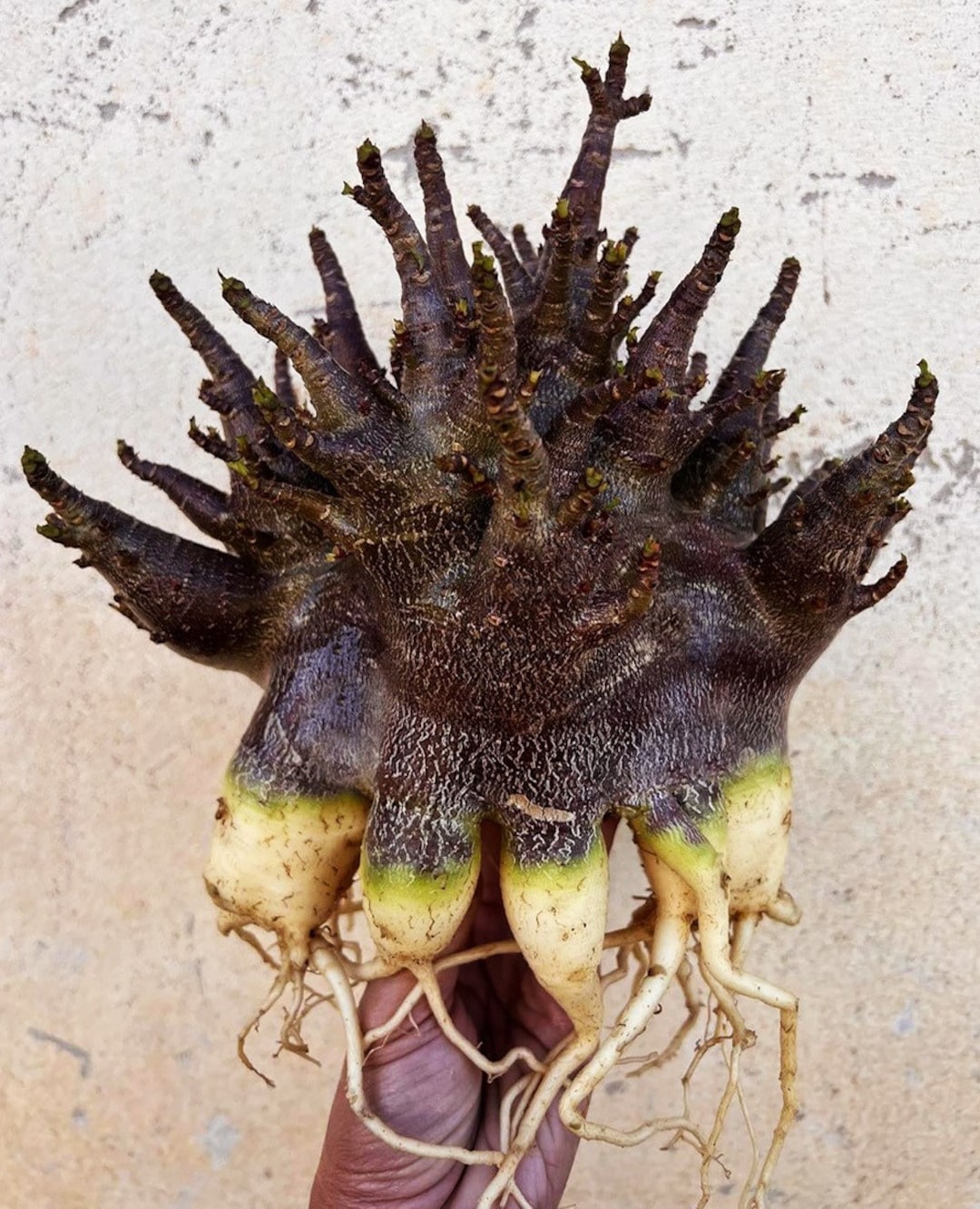 Black Adenium Arabicum Desert Rose kalamae Compact One Medium Plant ...