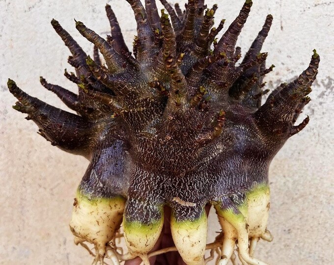 Black Adenium Arabicum Desert Rose "kalamae" Compact One Medium Plant ...