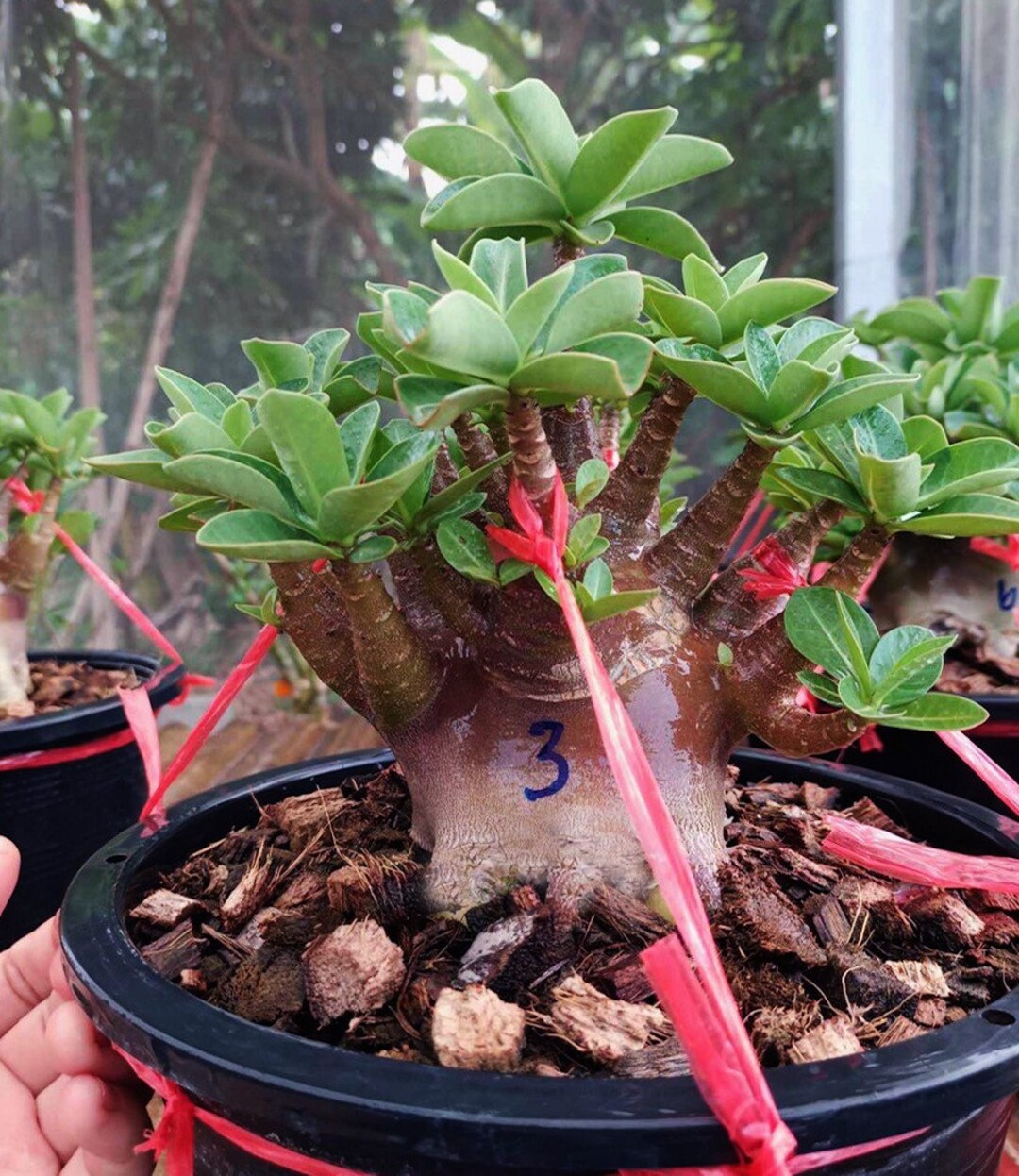 Black Adenium Arabicum Desert Rose kalamae Compact One Plant 3 Gradea ...