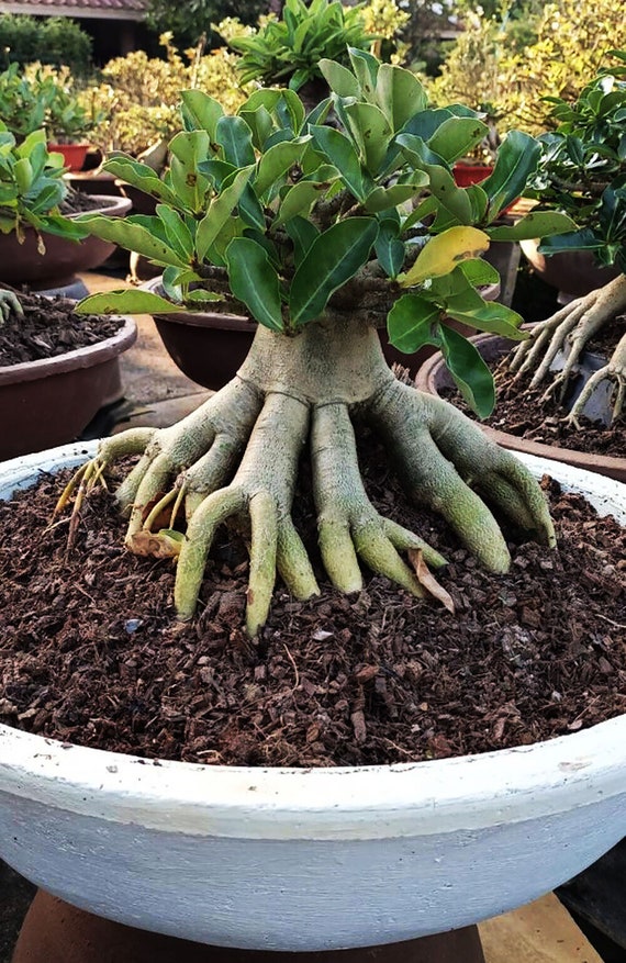 Adenium Arabicum Desert Rose s1 Compact Big Plant - Etsy