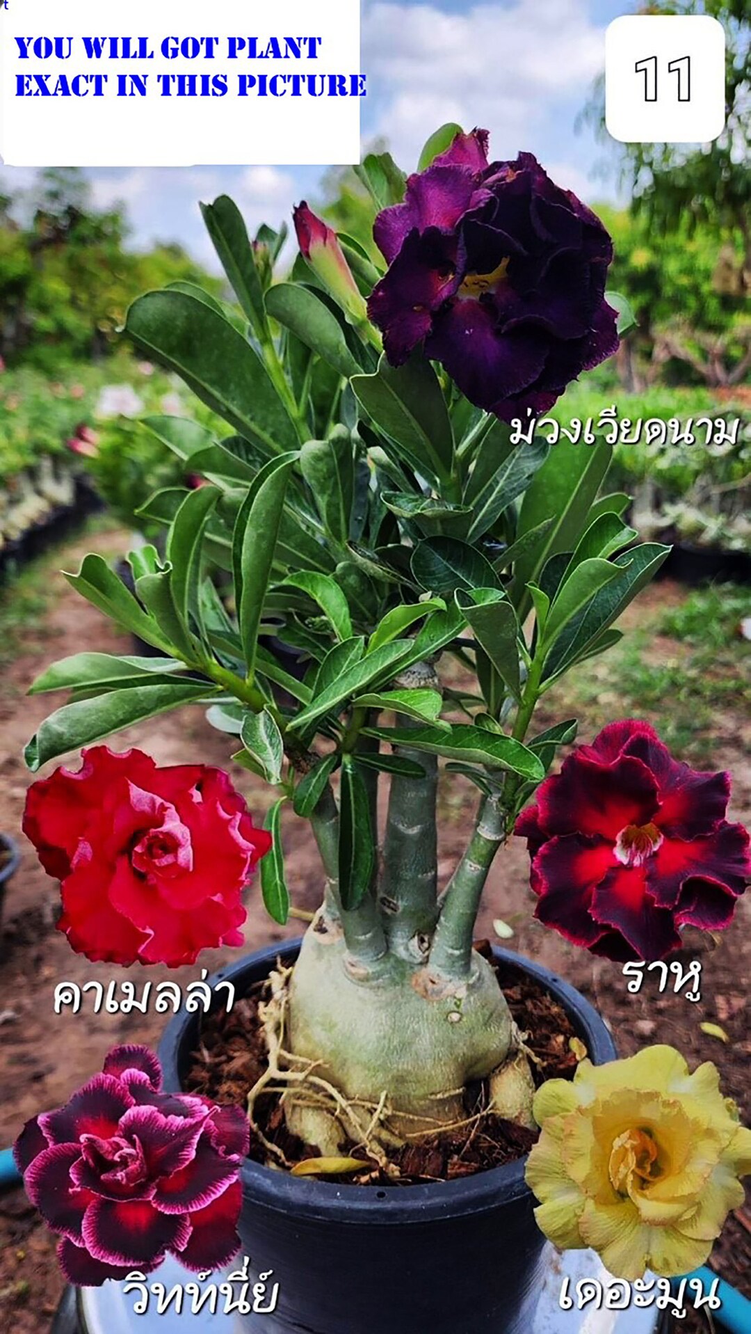 Adenium Obesum Desert ROSE 5 Colours in One GRAFTED PLANT in - Etsy