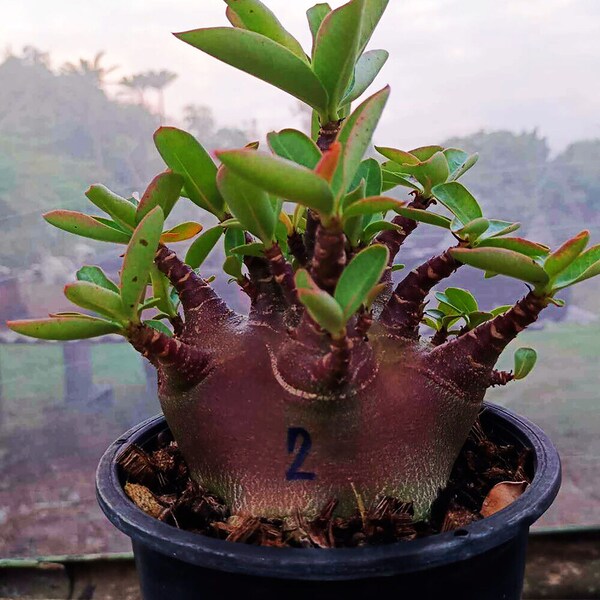 Adenium Arabicum - Etsy
