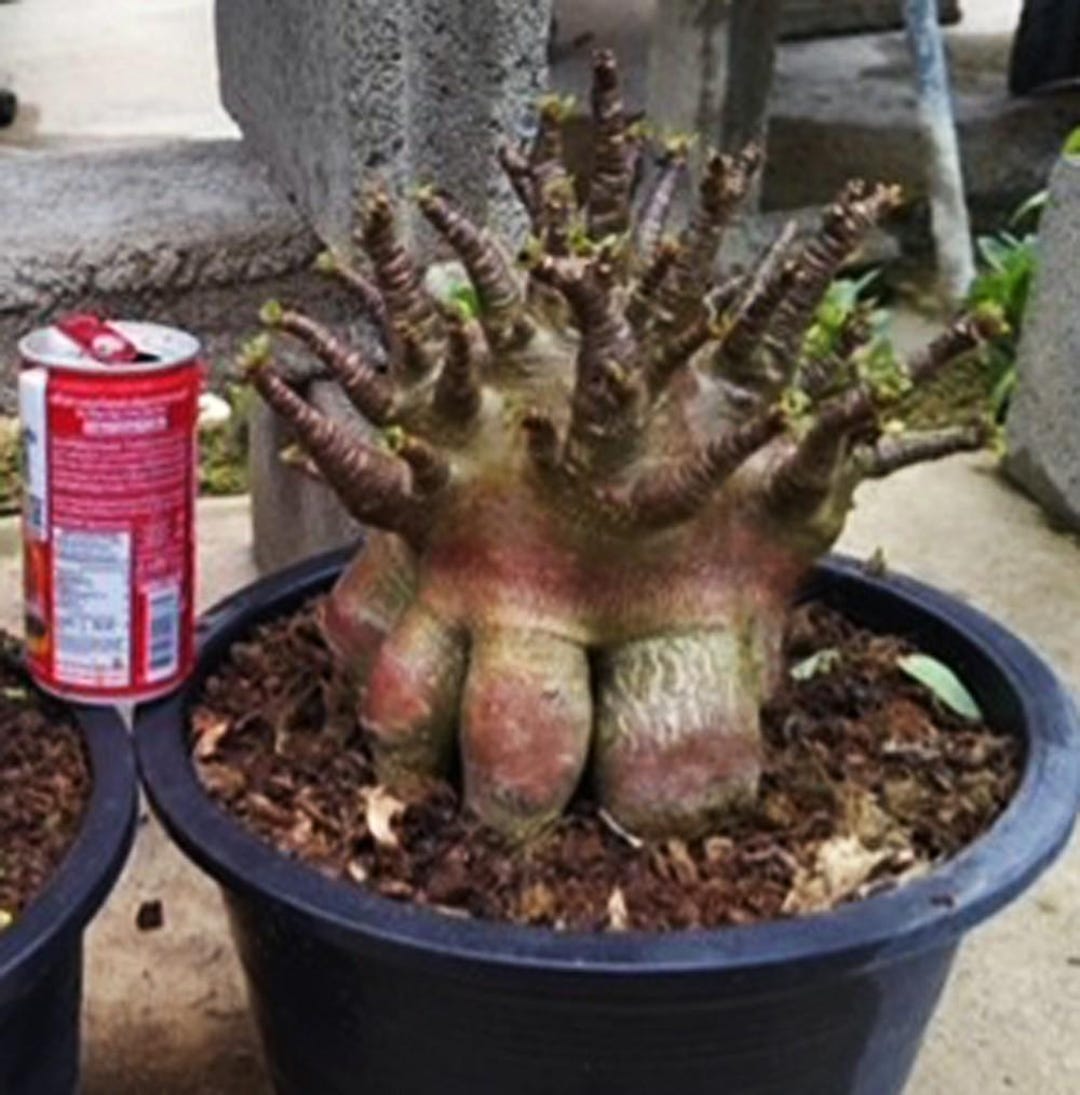 Super! Black Adenium Arabicum Desert Rose "kalamae" Compact Form Bonsai ...