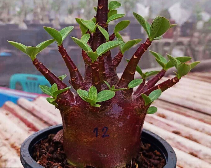Black Adenium Arabicum Desert Rose kalamae Compact One Plant 12grade A ...