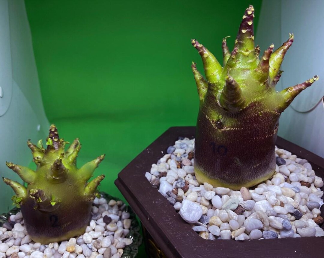 Top Black Adenium Arabicum Desert Rose "super Red" Compact Medium Plant ...