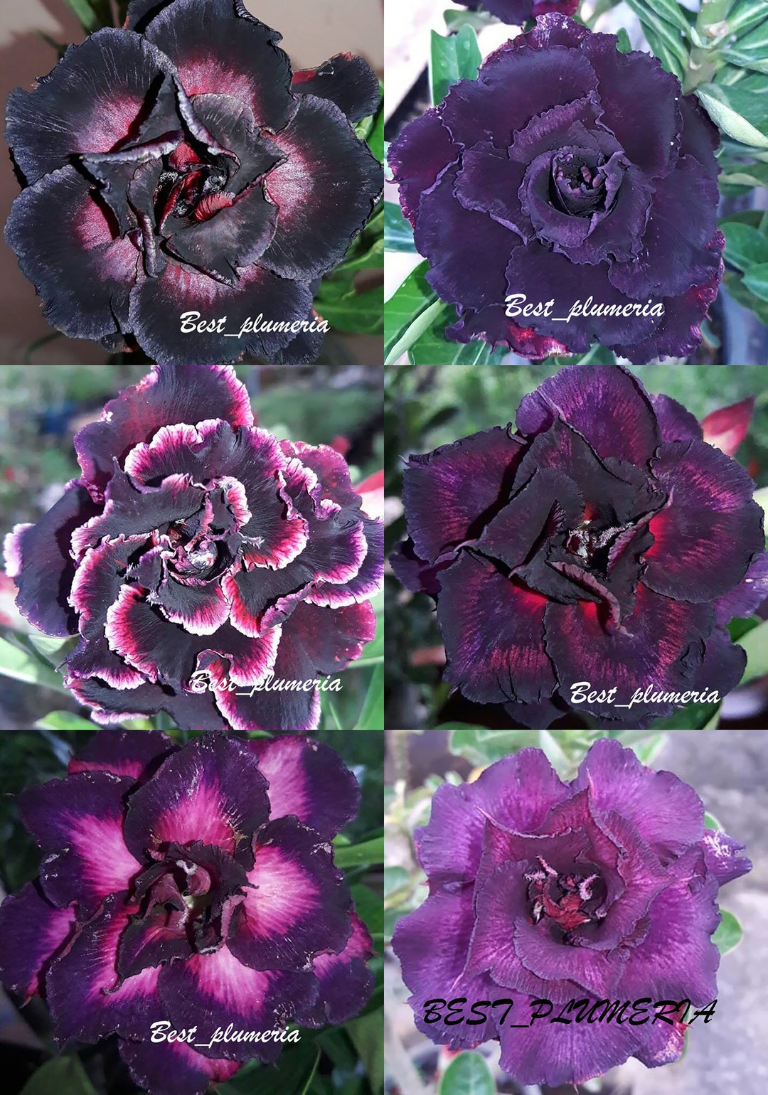 Adenium Obesum "mixed" Shades of Purple 6 GRAFTED PLANTS Save Space - Etsy