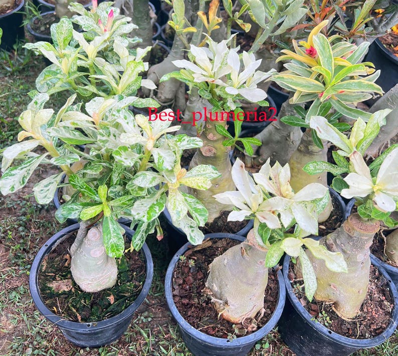 Adenium Obesum Variegated GRAFTED 30 Plants Save Space FREE 100 Seeds ...