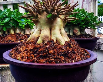 Adenium Arabicum - Etsy