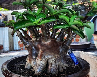 Adenium Arabicum - Etsy