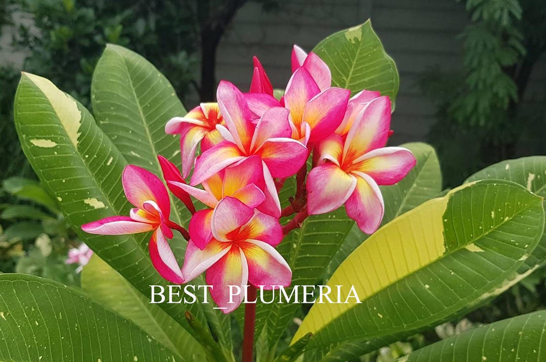 Plumeria Variegated Plants "sonic Wave" Set 3 Cuttings With Rooted 12 ...