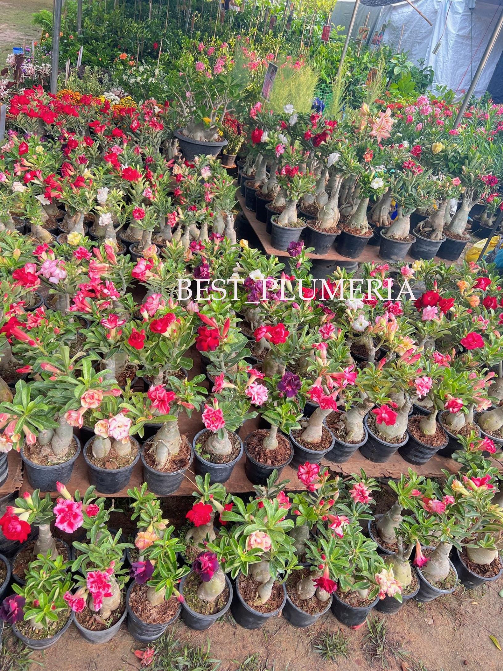 New Adenium Obesum "mixed" 6 GRAFTED PLANTS Save Space - Etsy
