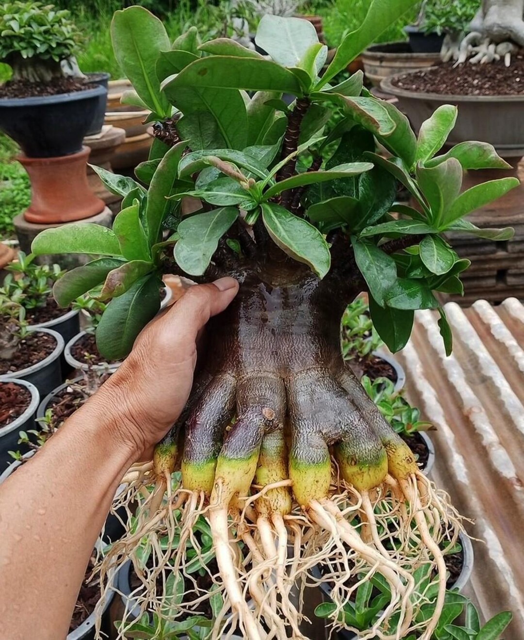 Black Adenium Arabicum kalamae Compact Bonsai Plant Rare - Etsy