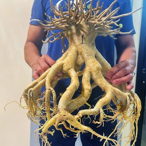 Adenium Arabicum Thai Socotranum chadapetch Large Plant Size Pot 20 ...