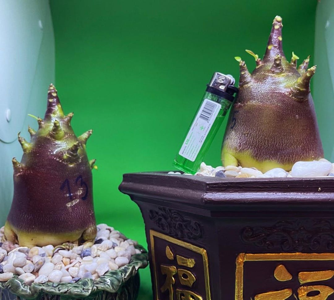 Top Black Adenium Arabicum Desert Rose "super Red" Compact Medium Plant ...