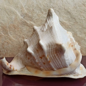 Large Cassis Cornuta Shell, Rare Big Cowrie Shell, Sea Shell, Decor ...