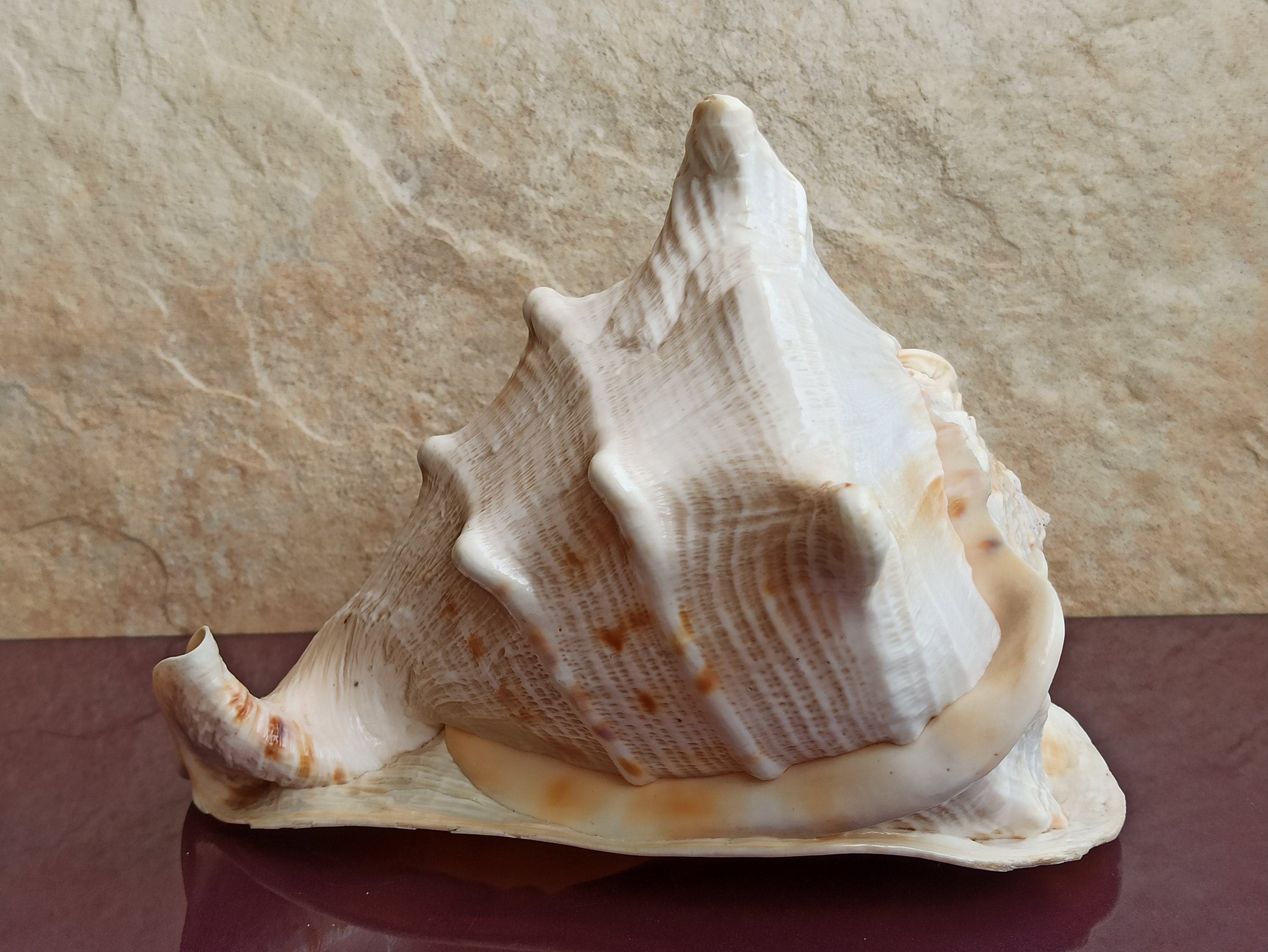 Large Cassis Cornuta Shell Rare Big Cowrie Shell Sea Shell - Etsy Australia