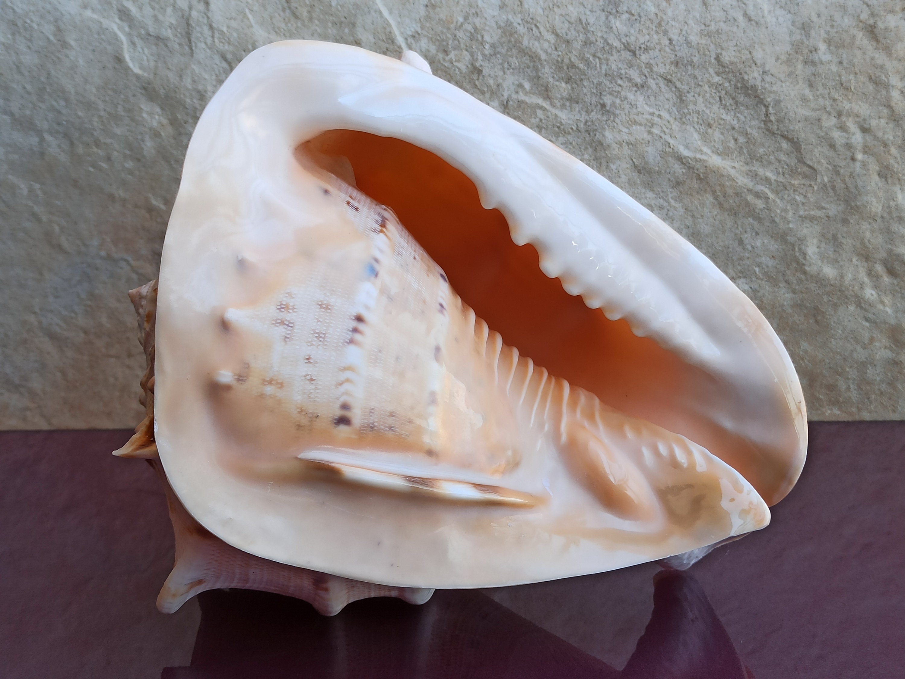 Large Hermit Crab Shell: Natural Seashell for Nautical Decor (987g) - Etsy