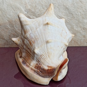 2088g LARGE Cassis Cornuta Huge Beautiful Shell, Big Crab Shell, Huge ...