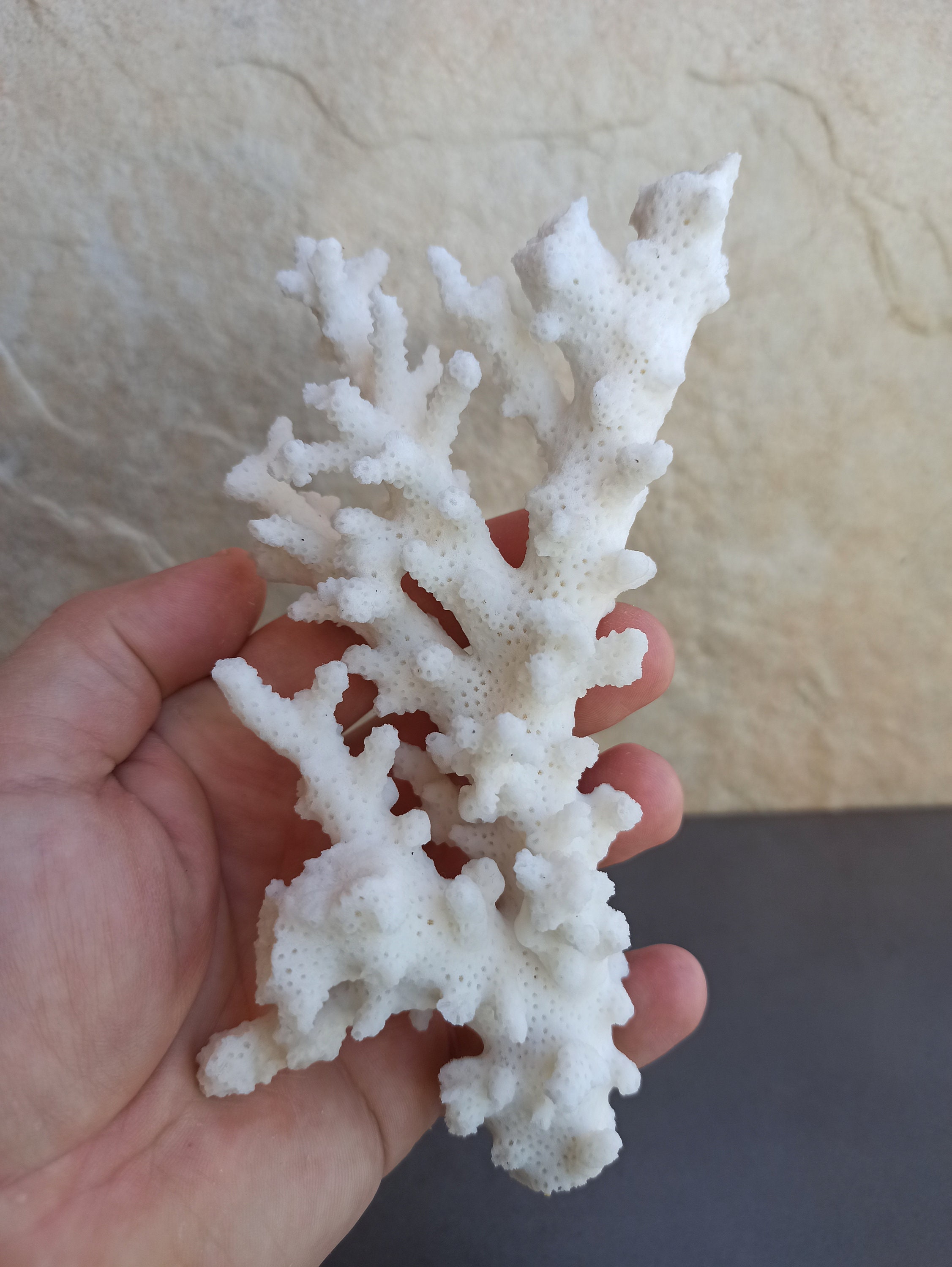 Real White Coral Reef Natural Coral Sea Coral Decoration - Etsy
