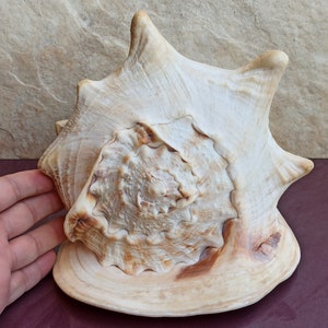 2088g LARGE Cassis Cornuta Huge Beautiful Shell, Big Crab Shell, Huge ...