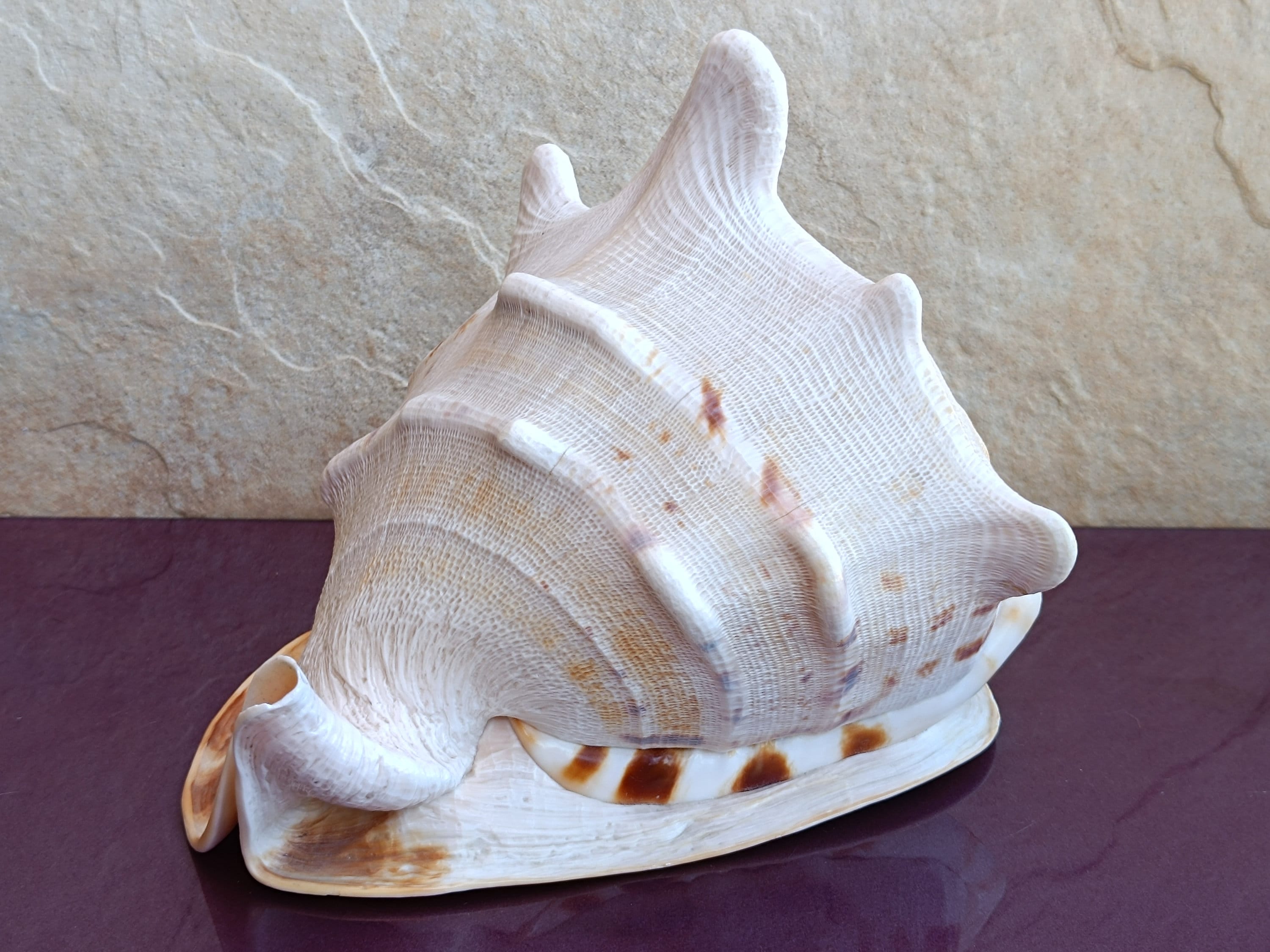 LARGE Cassis Cornuta LARGE Beautiful Shell, Big Crab Shell, Huge Ocean ...