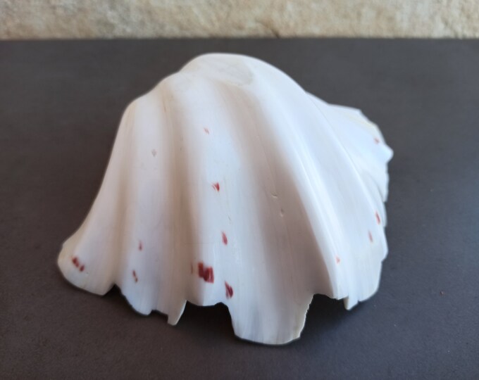 Natural Large Clam Shell, Real Bears Paw, Natural Aquarium Horse Hoof ...