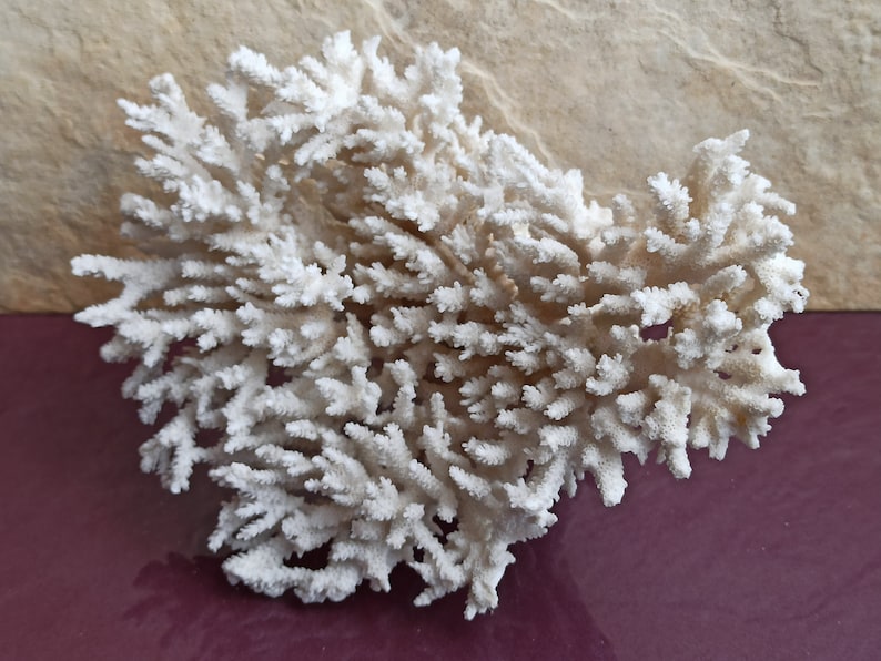 850 G White Coral Coral Tree Coral Reef Decor Natural White - Etsy