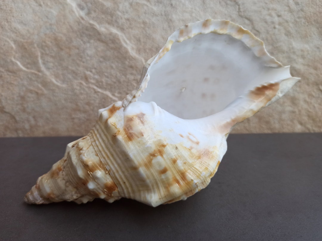 Big Seashell, Rough Sea Shell, Large Shell, Sea Treasure, Natural Ocean ...