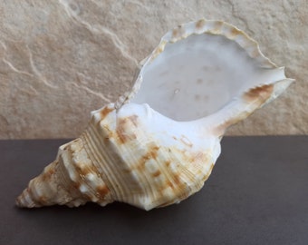 Antique Large Seashell Rare Conus Sea Shell Large Tiger - Etsy