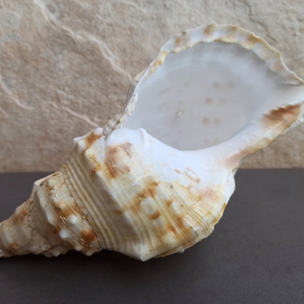Natural Sea Shells - Etsy