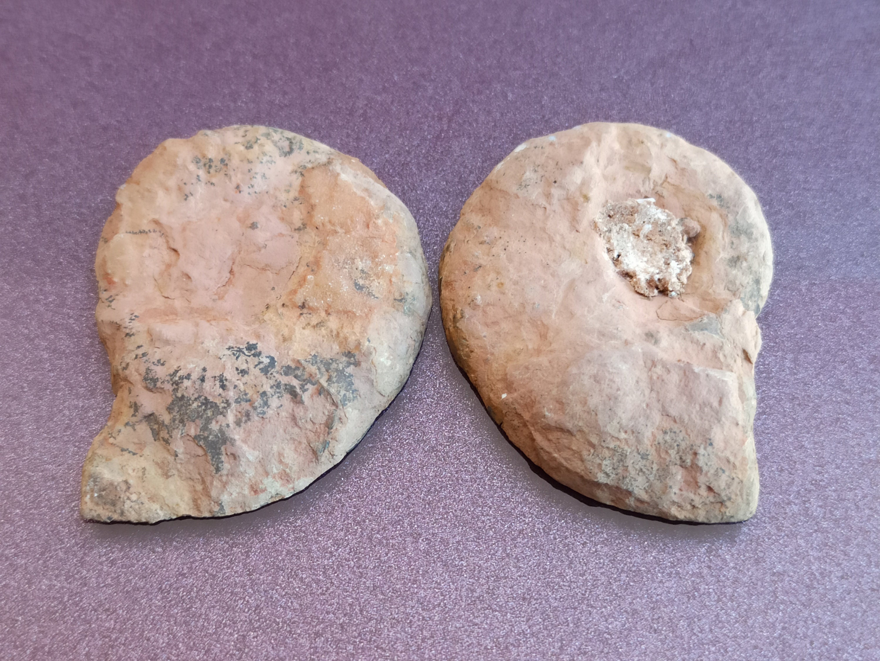 Pair Ammonites 300-400 Million Years Old Natural Nautilus - Etsy