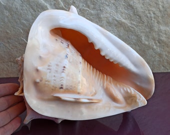 Large Huge Beautiful Shell Big Crab Shell Huge Ocean Shell - Etsy
