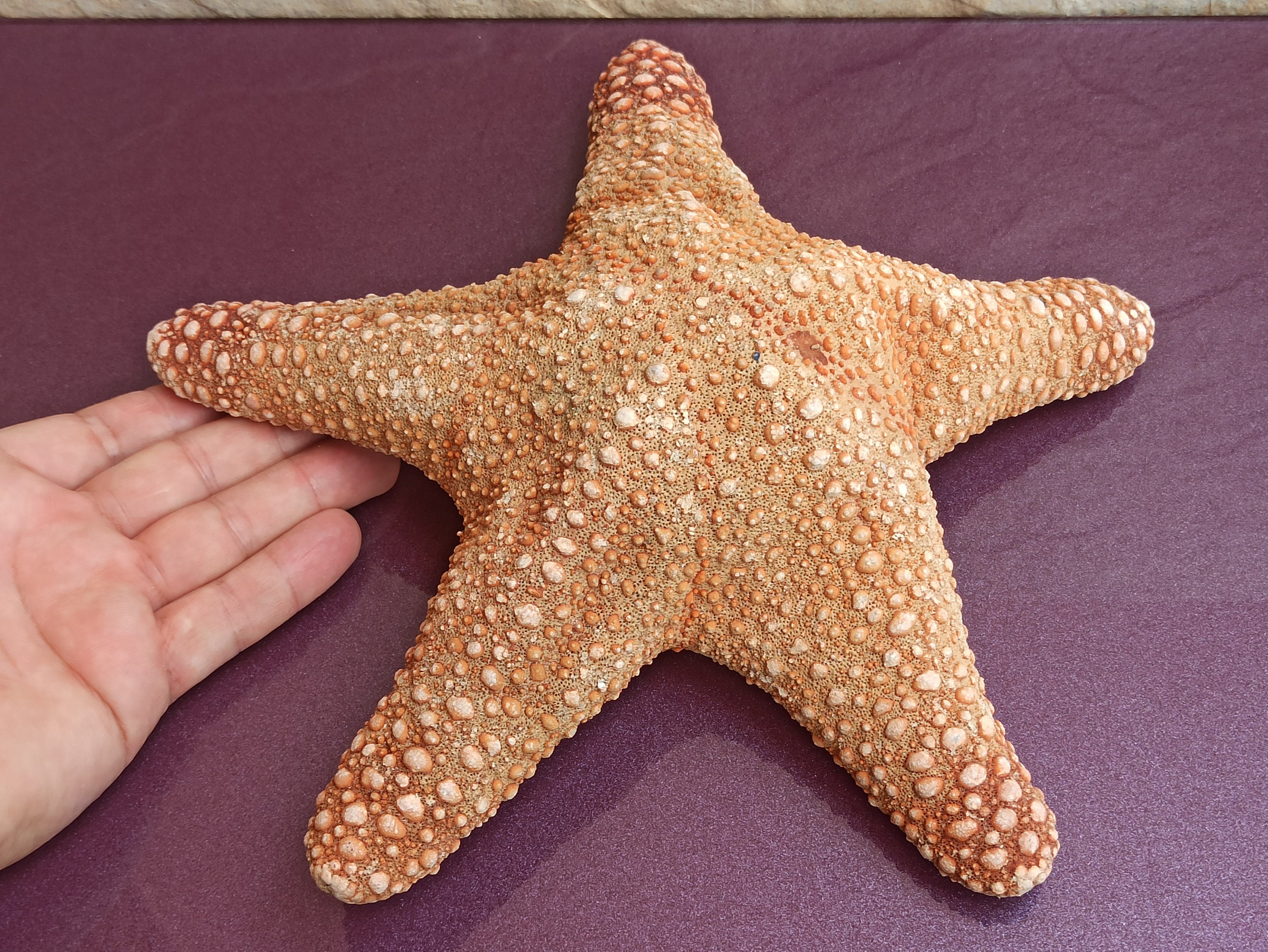 Large Starfish, Huge Starfish, Star Fish, Sea Starfish, Ocean Starfish ...